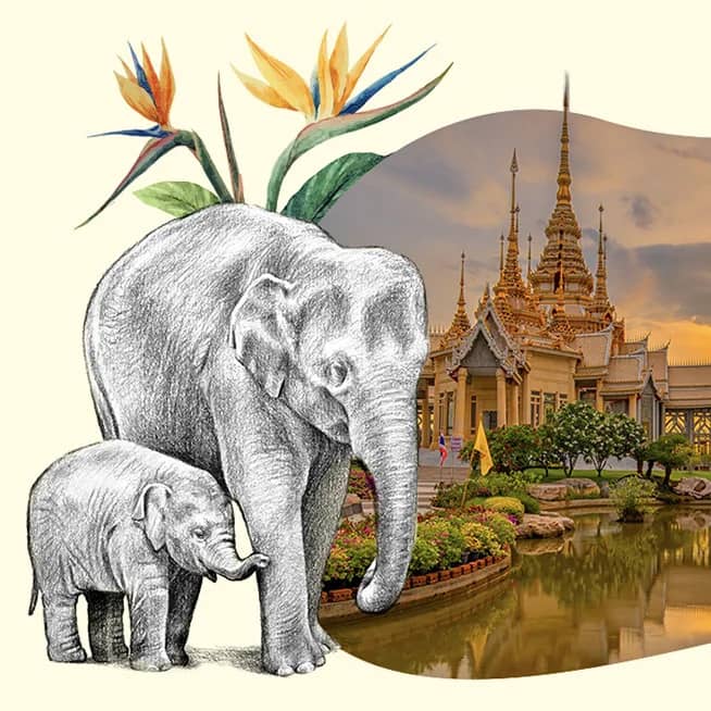 EF takes a stand for elephant protection | EF Tours Blog